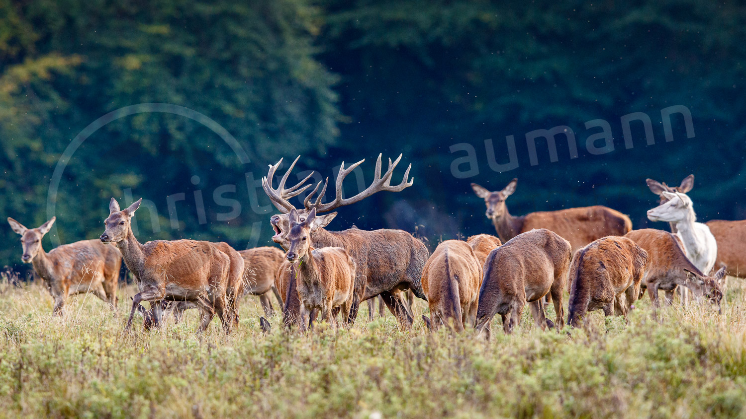 Rothirsch (Cervus elaphus) mit einem Rudel Hirschkühen – Christian ...