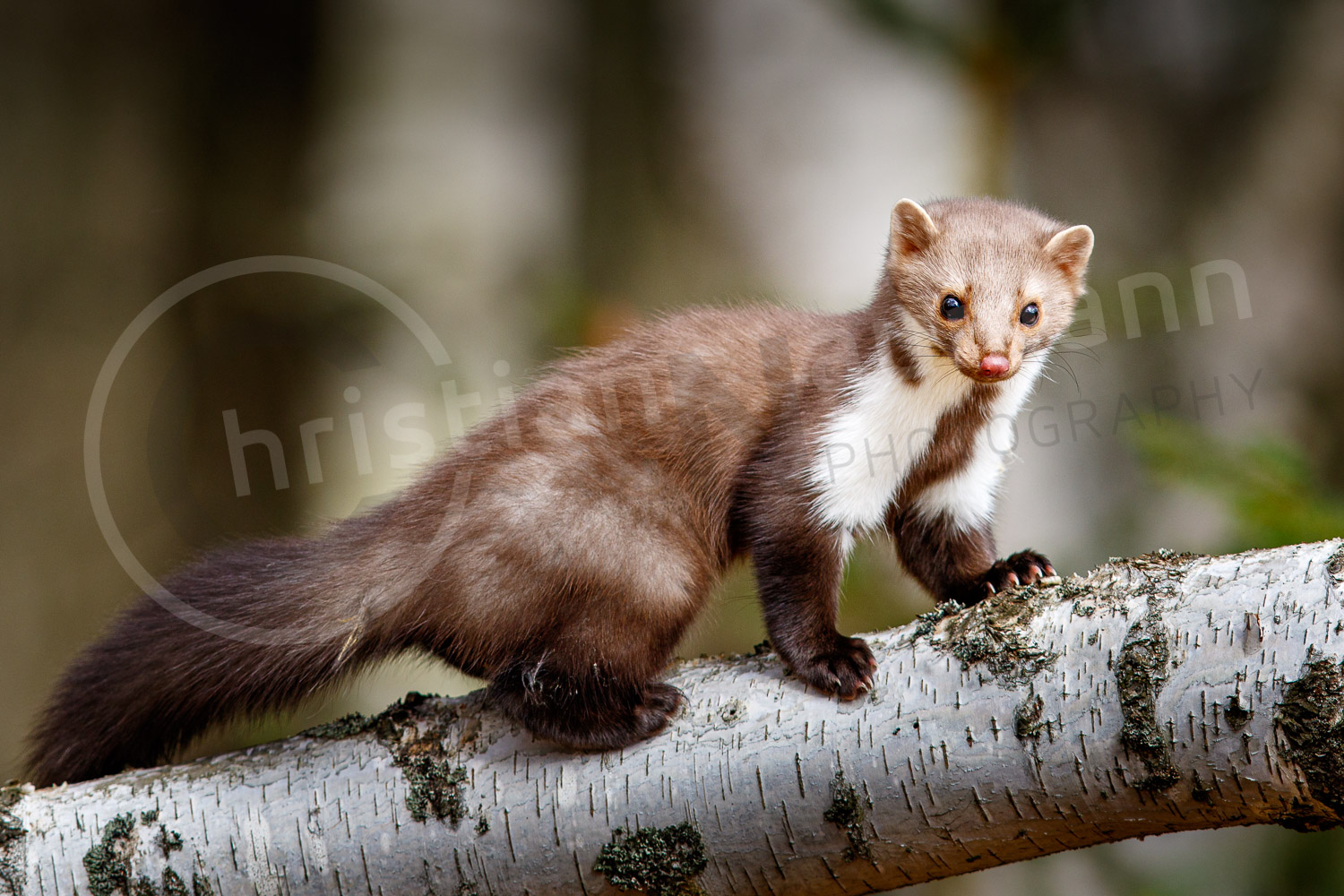 Steinmarder Hausmarder (Martes foina) – Christian Naumann Photography